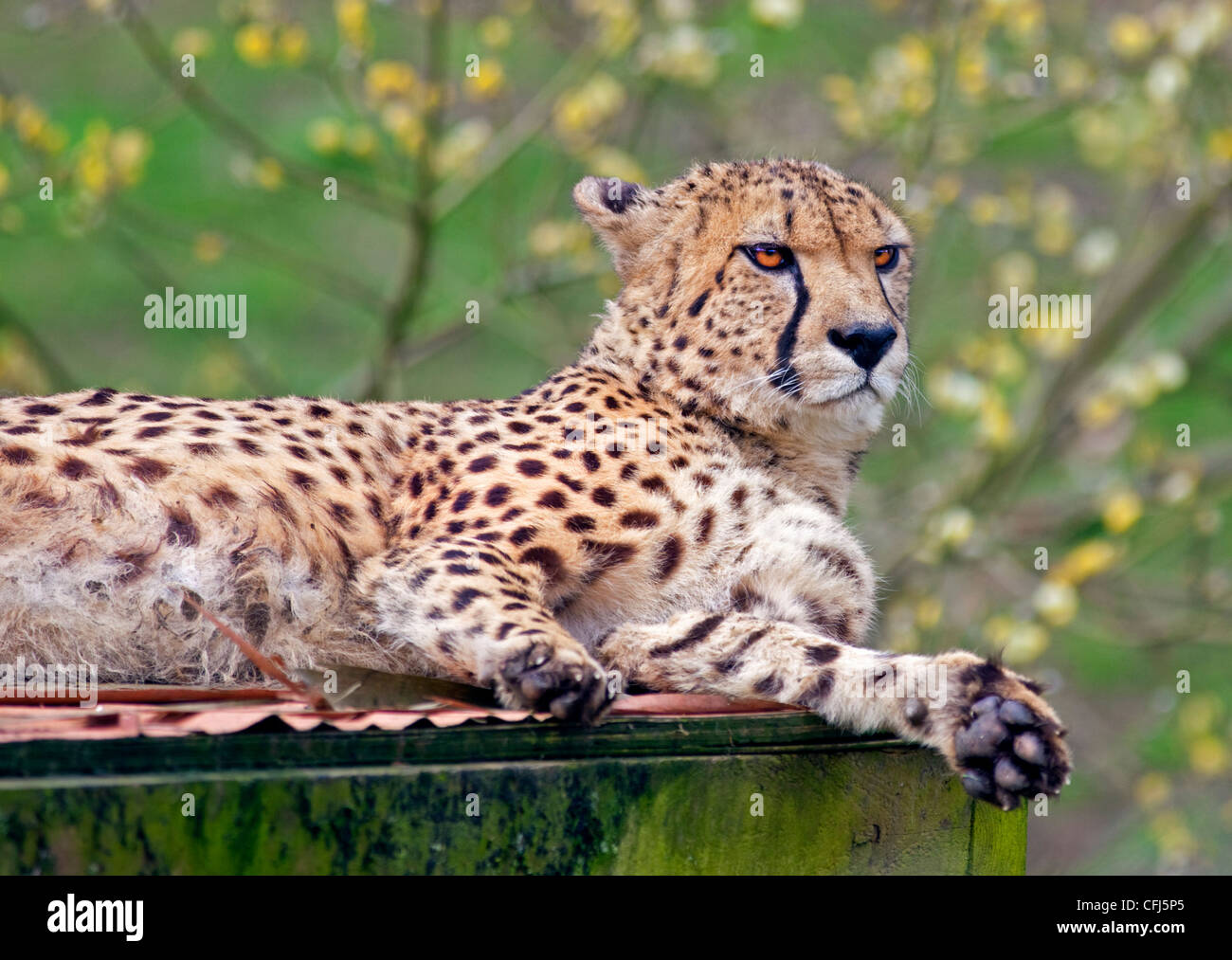 Marwell zoo cheetah hi-res stock photography and images - Alamy