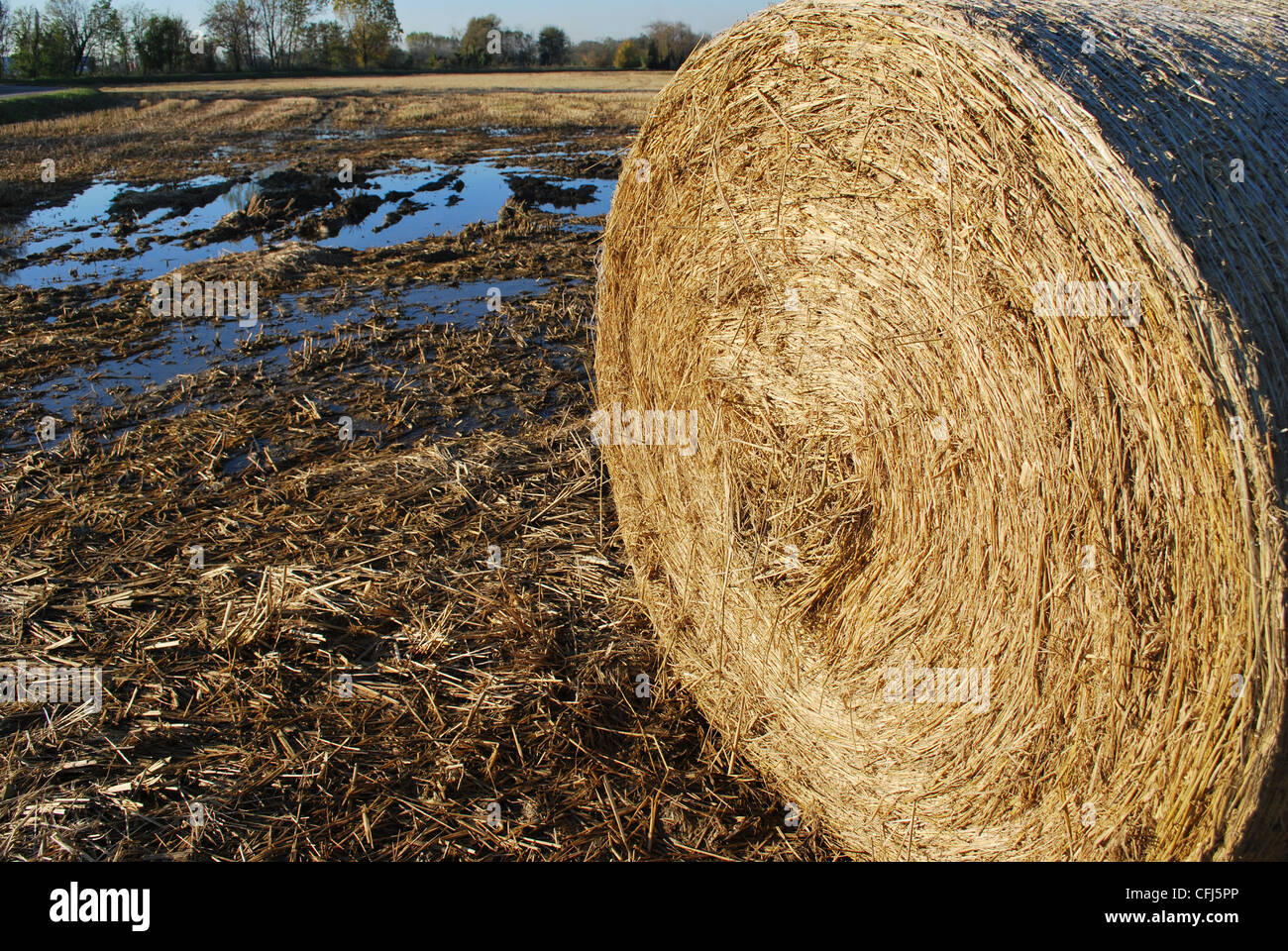 Bales of straw in the field just claimed in autumn, straw, earth and ...