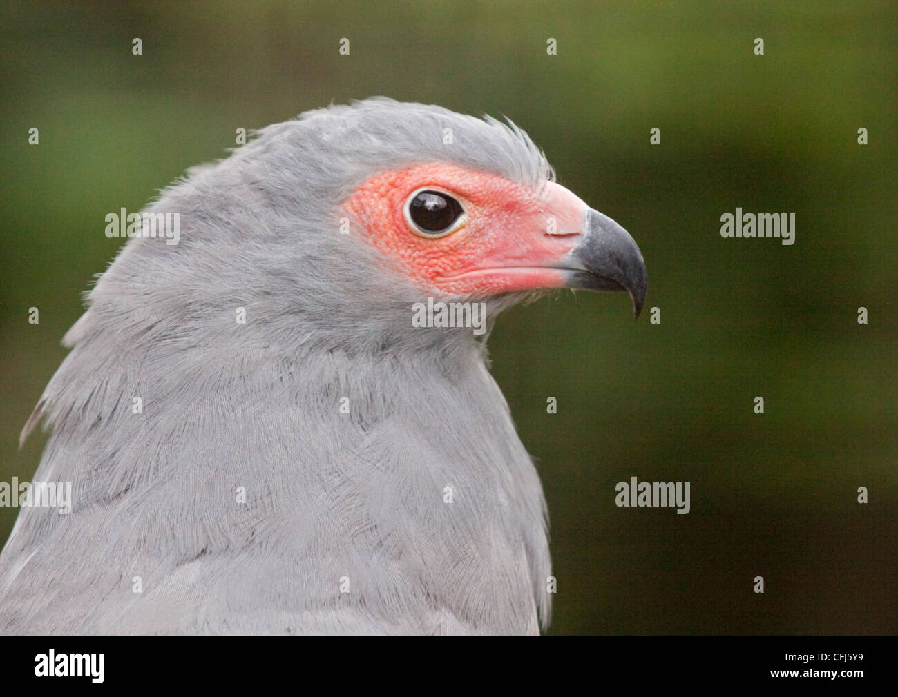 African Harrier Hawk / Gymnogene (polyboroides typus Stock Photo - Alamy