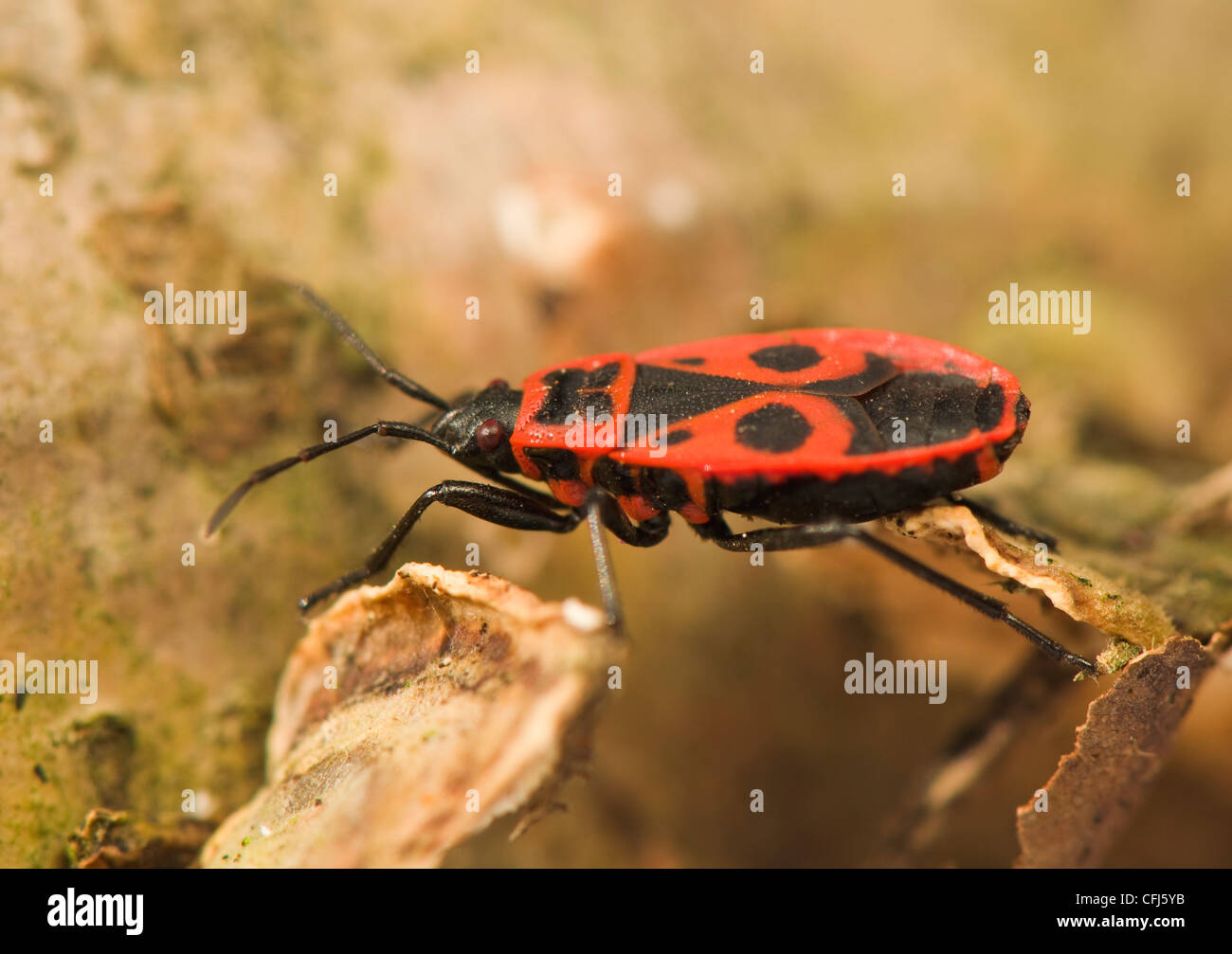 Pyrrhocoris apterus hi-res stock photography and images - Alamy