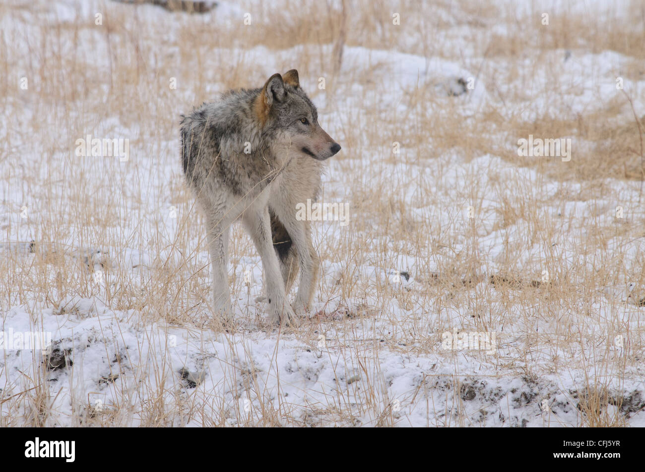 Grey Wolf Yellowstone High Resolution Stock Photography and Images - Alamy