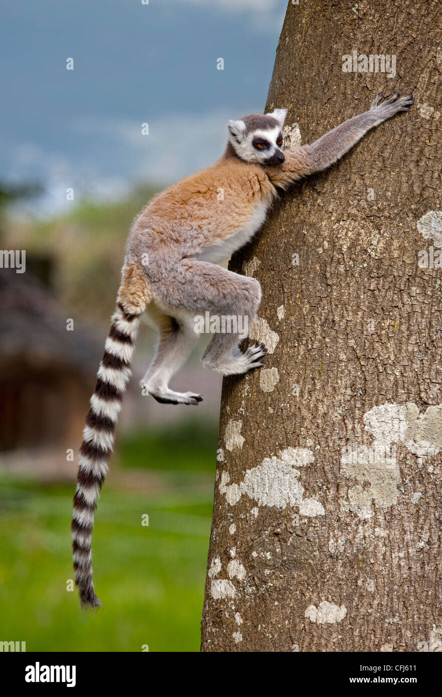 Ring Tailed Lemur (lemur catta) climbing tree Stock Photo - Alamy