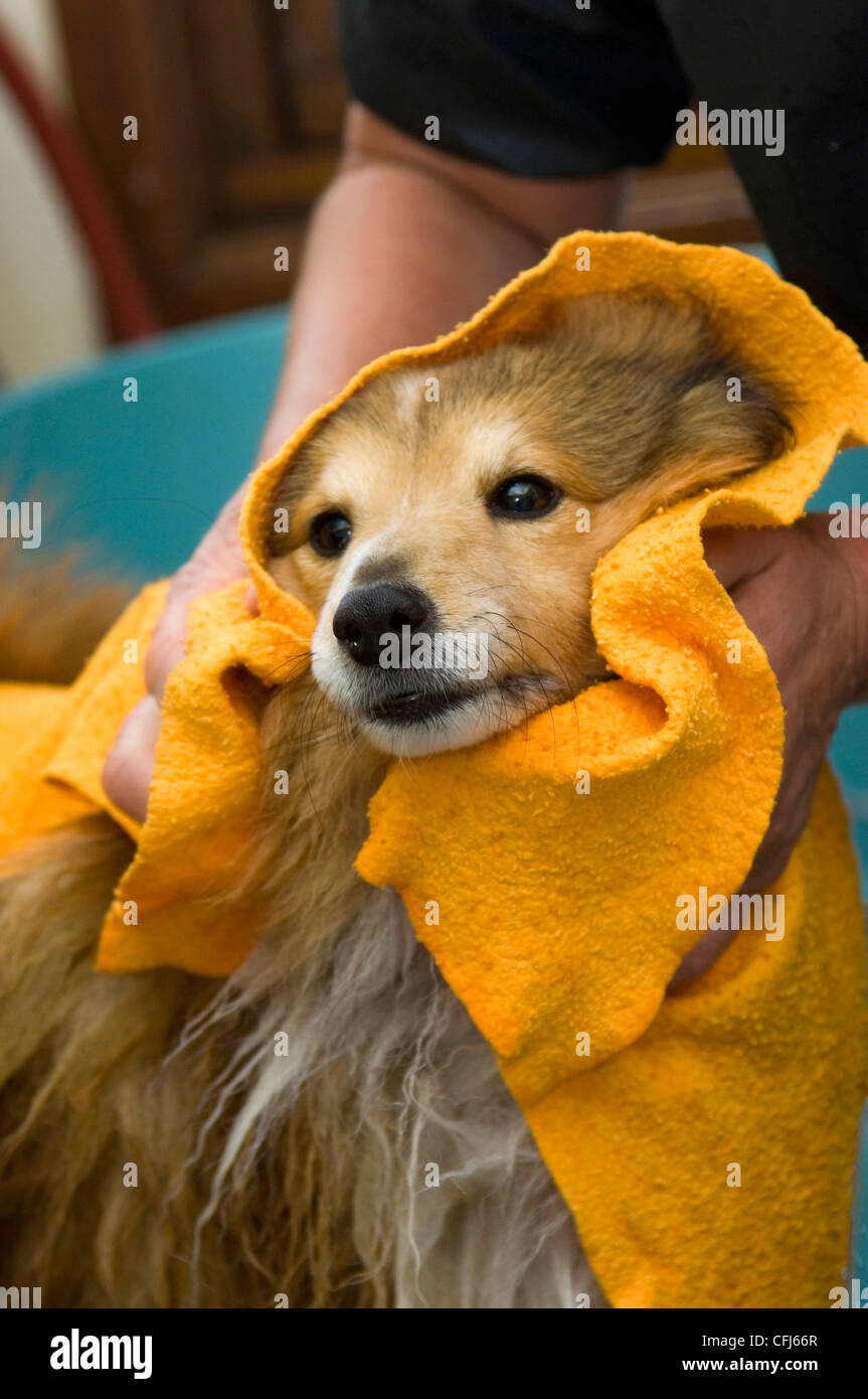 Dog being dried after swimming Stock Photo - Alamy