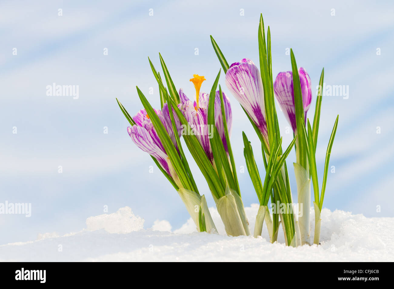 spring flowers snowdrops crocus in the snow Stock Photo - Alamy