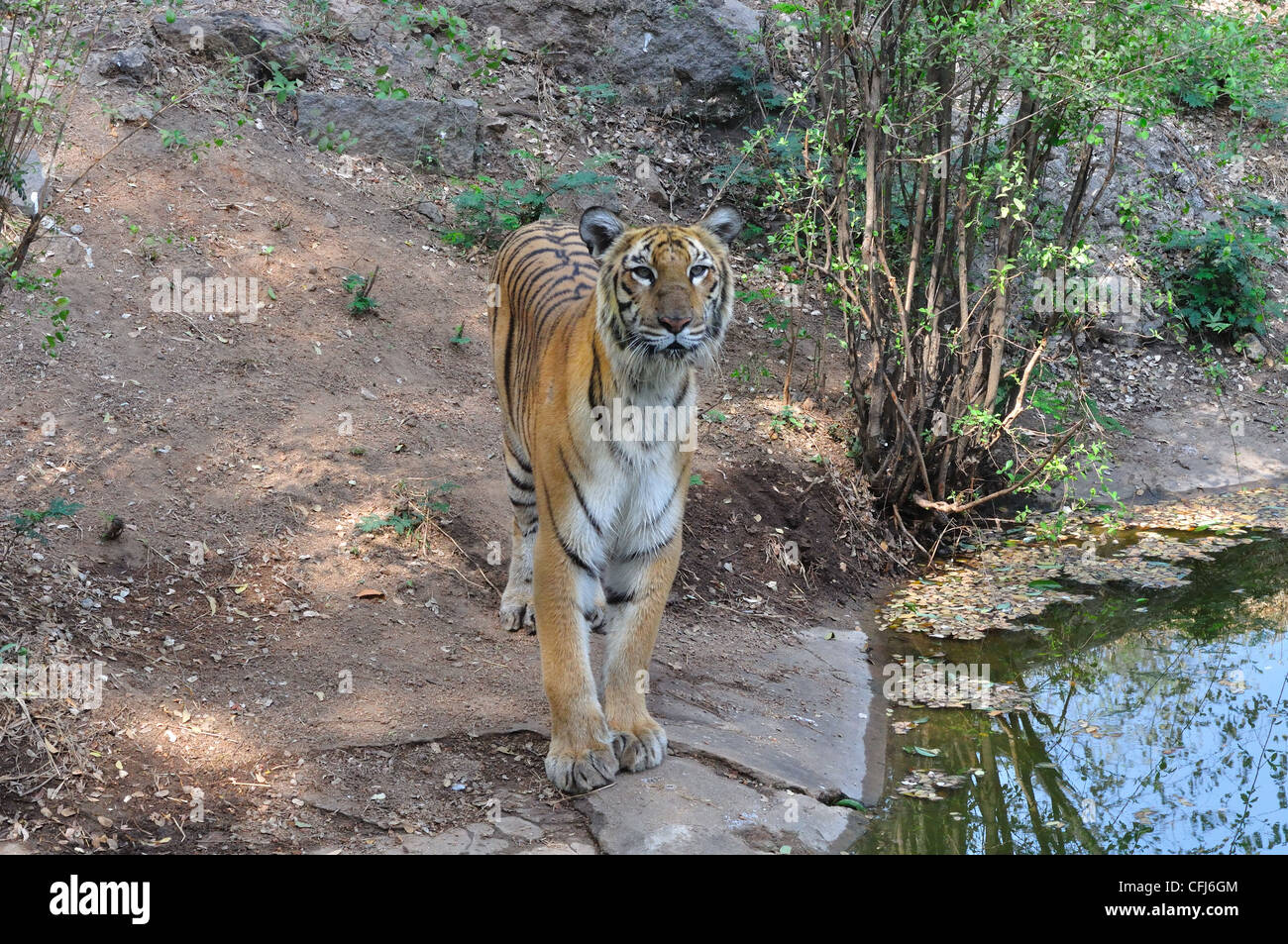 Tiger belly hi-res stock photography and images - Alamy