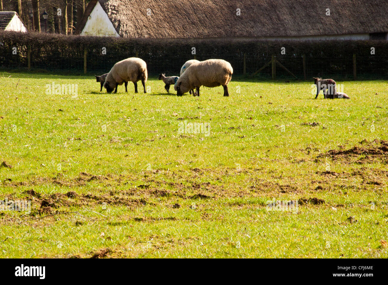 Lambs playing in field with thatched farm cottages and outbuildings in ...