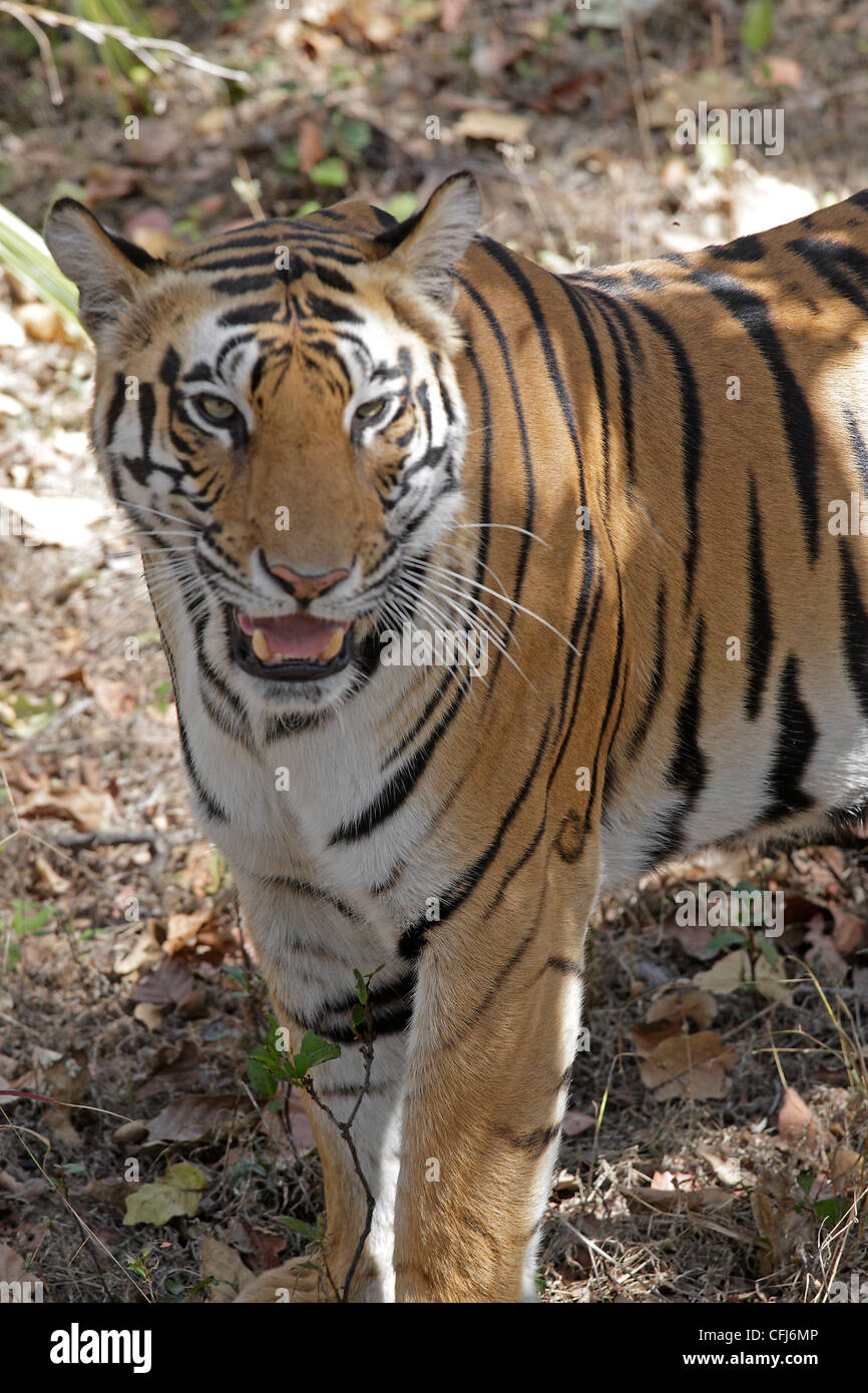 Royal bengal tiger hi-res stock photography and images - Alamy