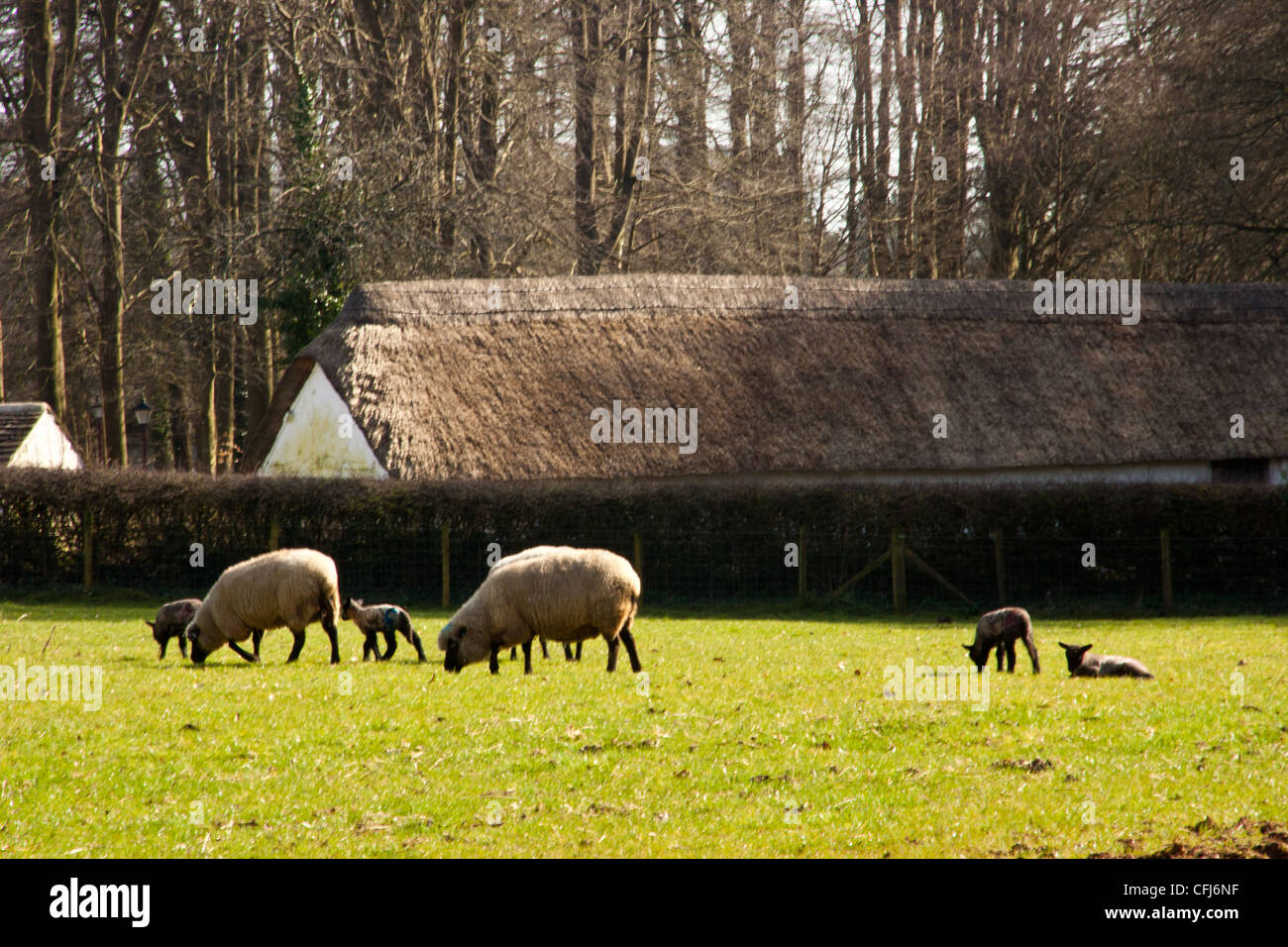 Lambs playing in field with thatched farm cottages and outbuildings in ...
