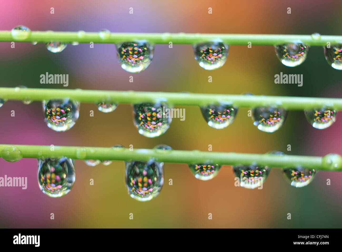 Green leaves with drops Stock Photo - Alamy