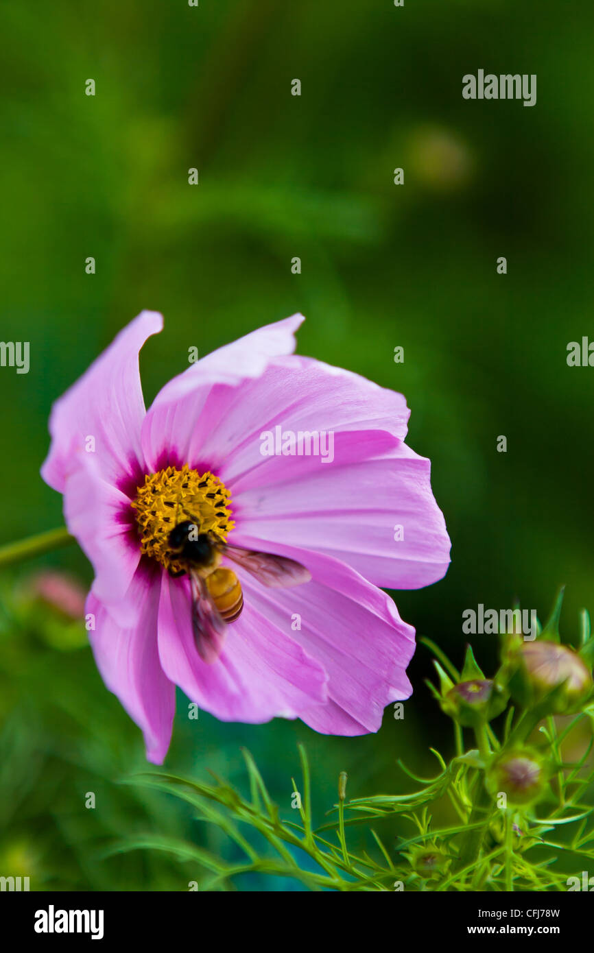 Cosmos flower bouquet hi-res stock photography and images - Alamy