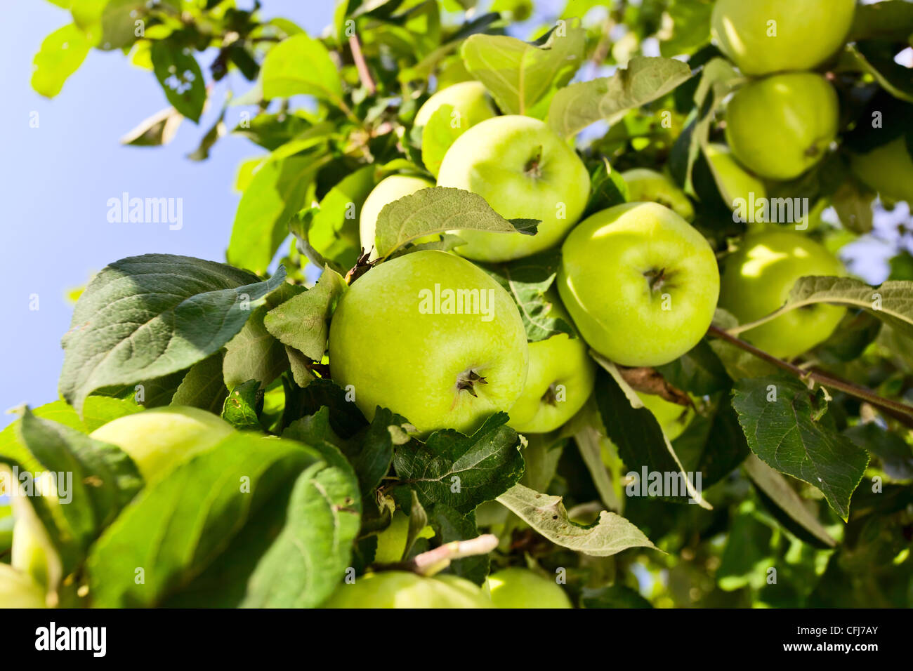 green apples on a tree in orchard Stock Photo - Alamy