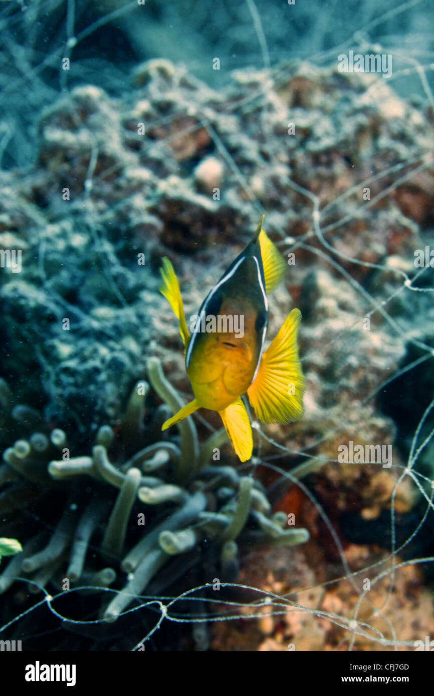 Clown fish with home caught in a fishing net Stock Photo - Alamy