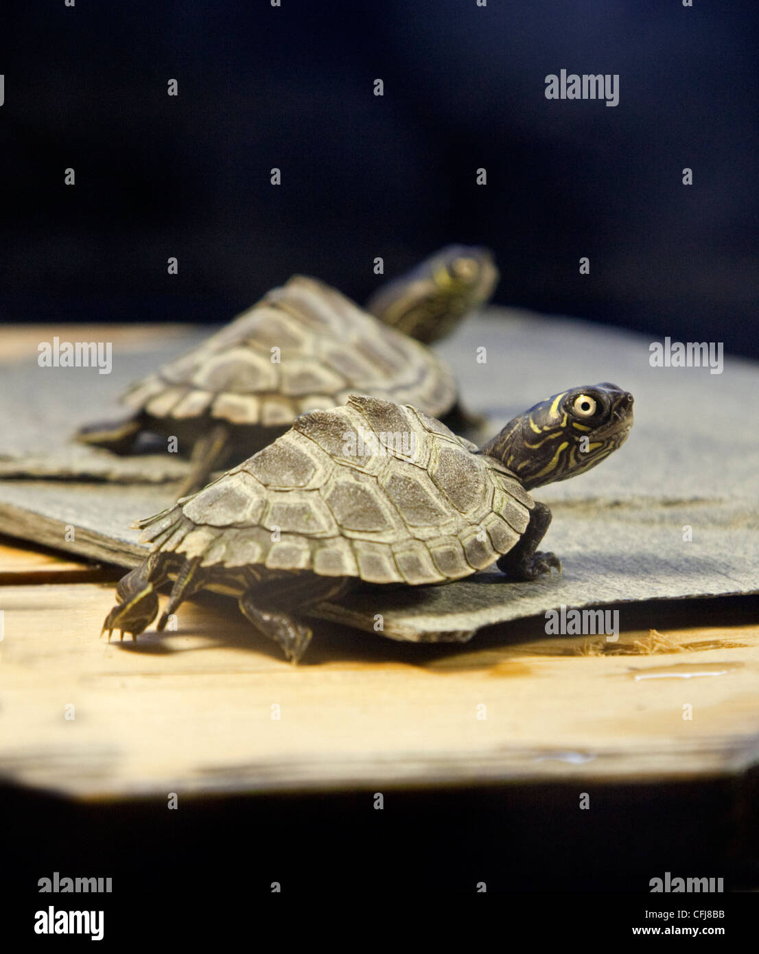 Map turtle hi-res stock photography and images - Alamy