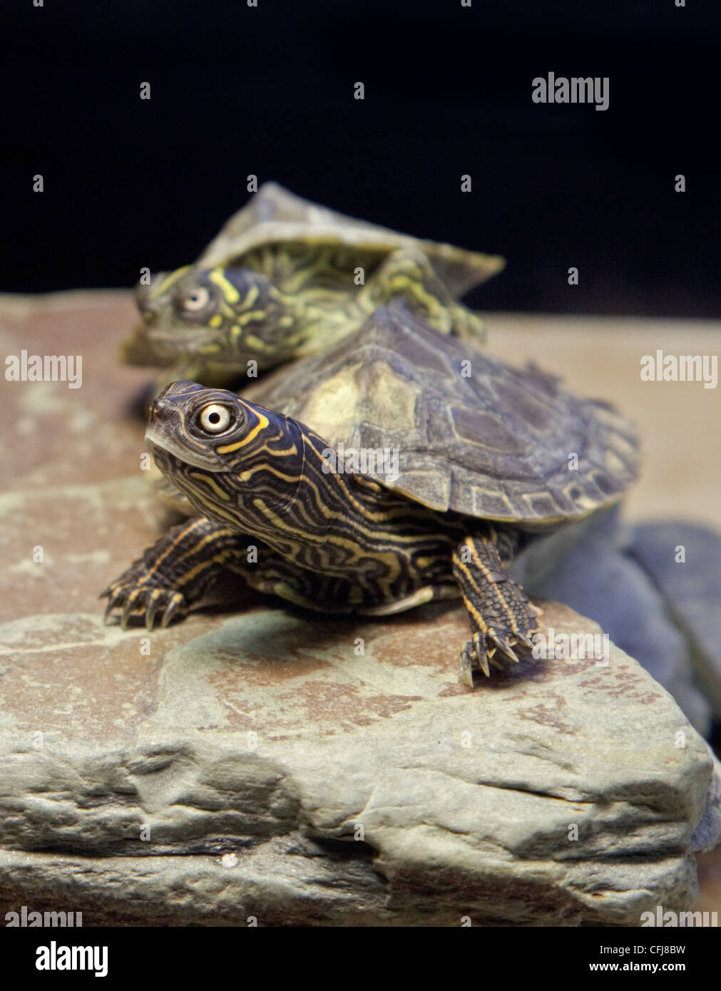 Baby Map or Sawback Turtles (graptemys Stock Photo - Alamy