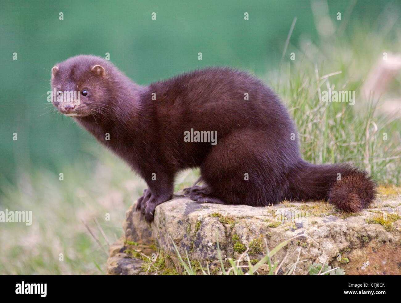 American Mink (neovison vison Stock Photo - Alamy