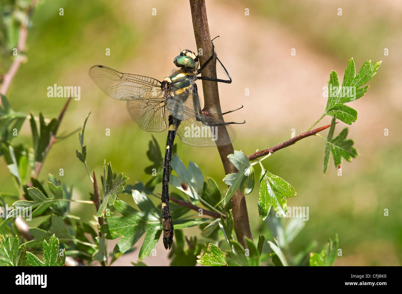 Macromia splendens, Male, Ribeira de Pena-Portugal Stock Photo - Alamy