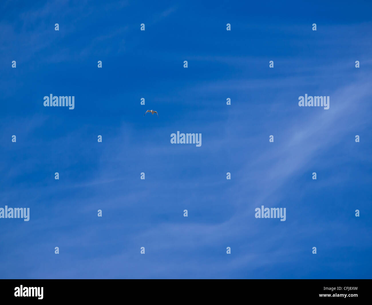 bird fly high at the blue sky Stock Photo - Alamy