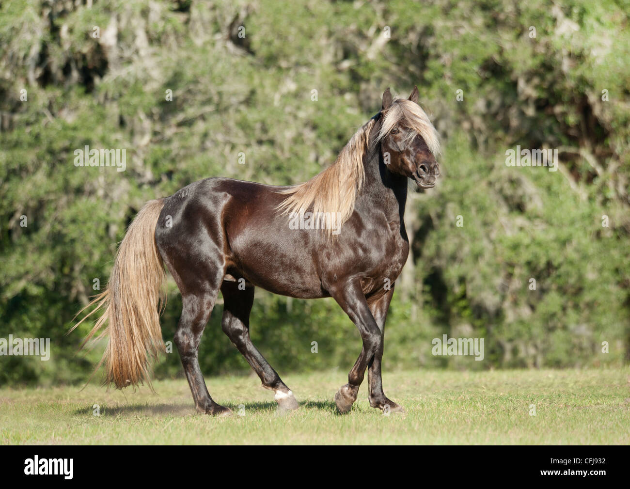 Black silver dapple Missouri Fox Trotter stallion Stock Photo - Alamy