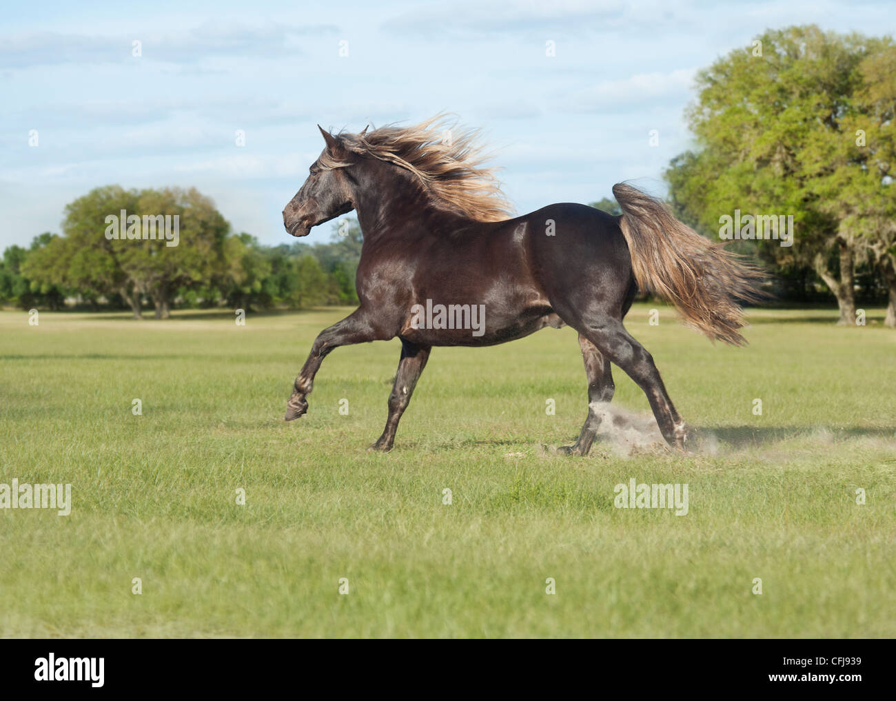Black silver dapple Missouri Fox Trotter stallion Stock Photo - Alamy