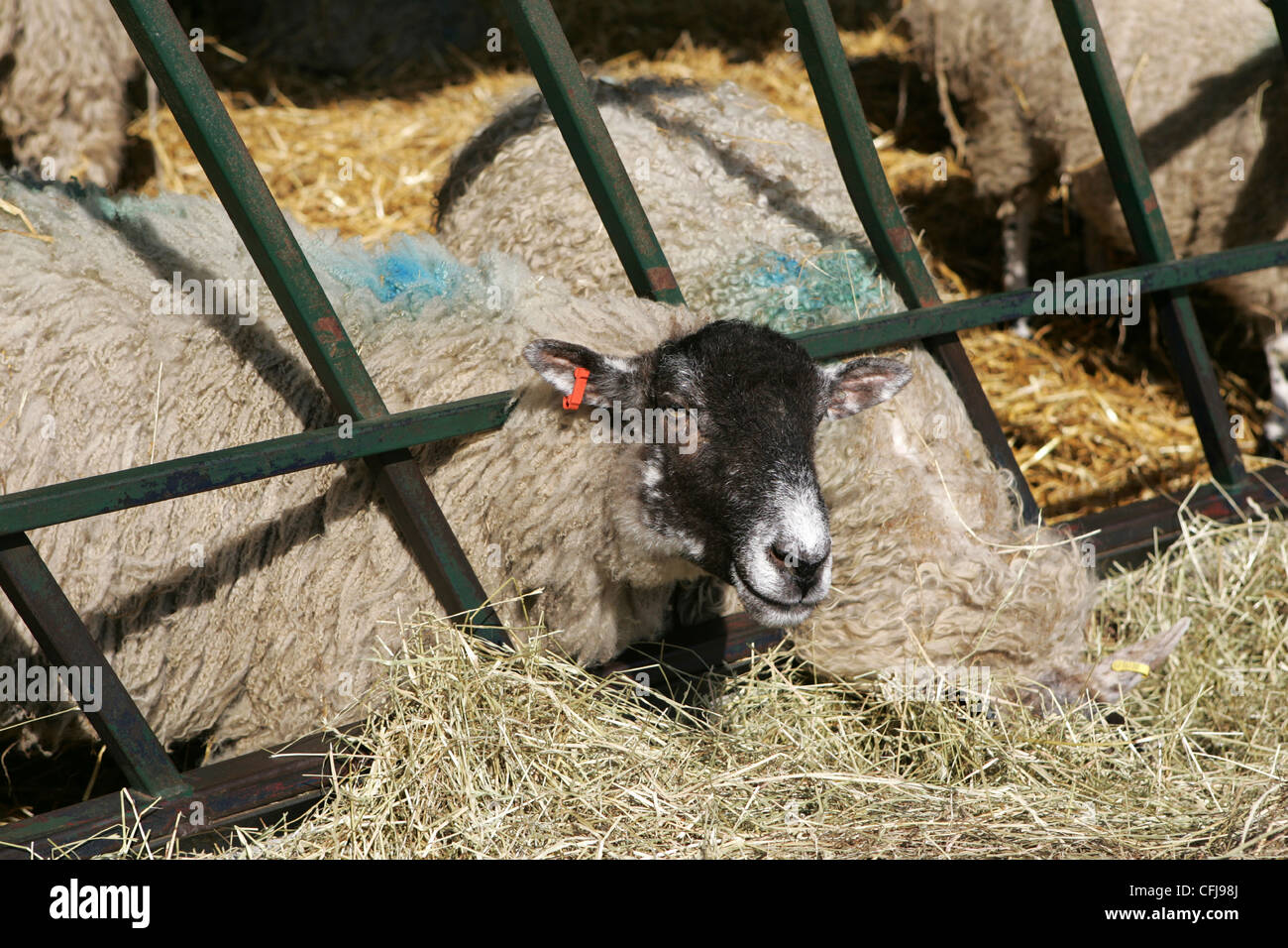 Ewes eat straw during lambing at a Worcestershire Farm, UK Stock Photo ...