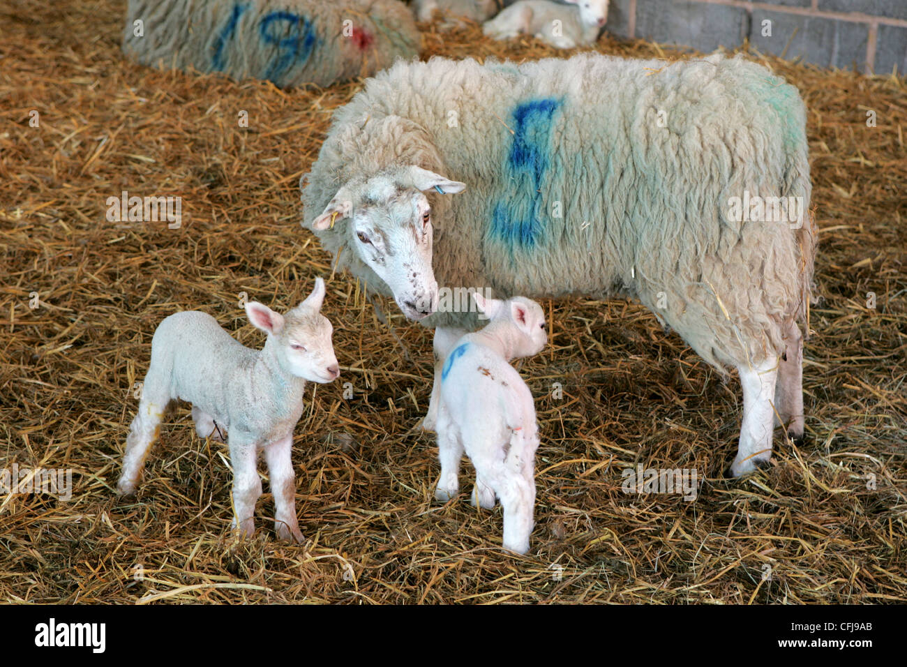 Sheep lambing hi-res stock photography and images - Alamy