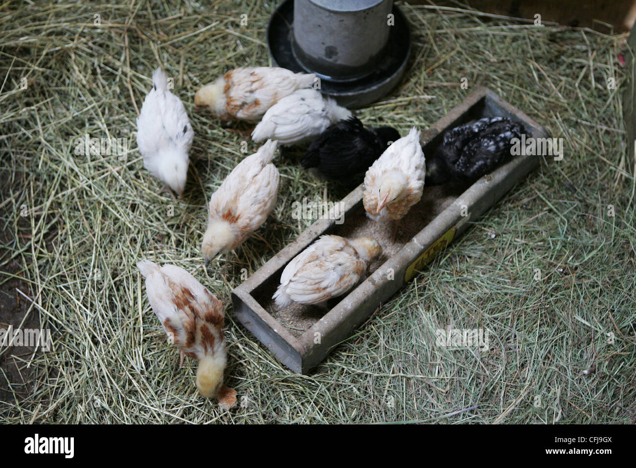 fresh hatched chicks, uk Stock Photo - Alamy