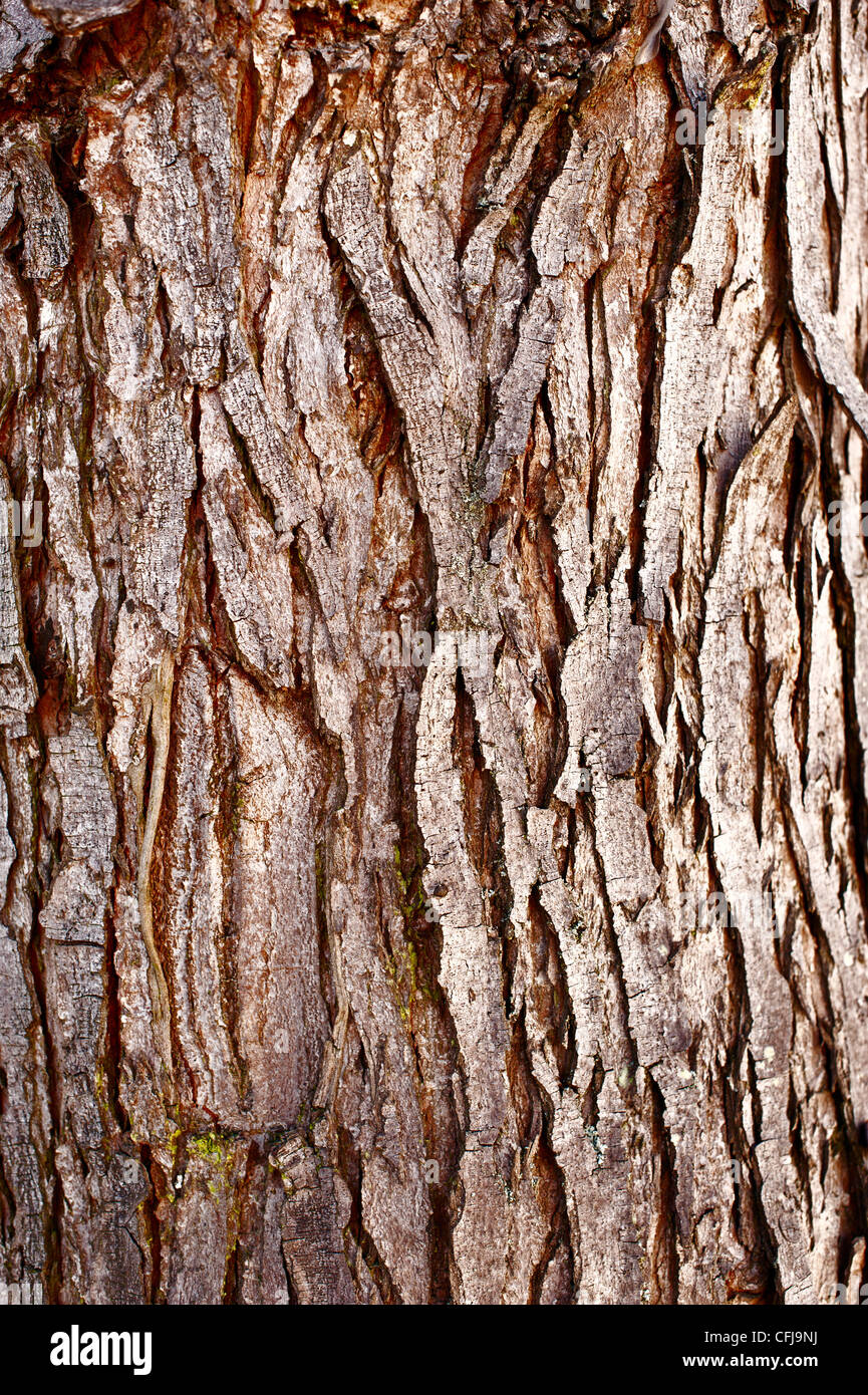 This image is a close up of a tree trunk showing the detail of the ...