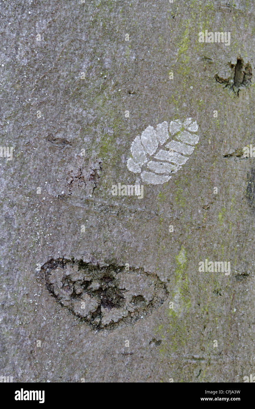 tree bark with leaf green impress Stock Photo - Alamy