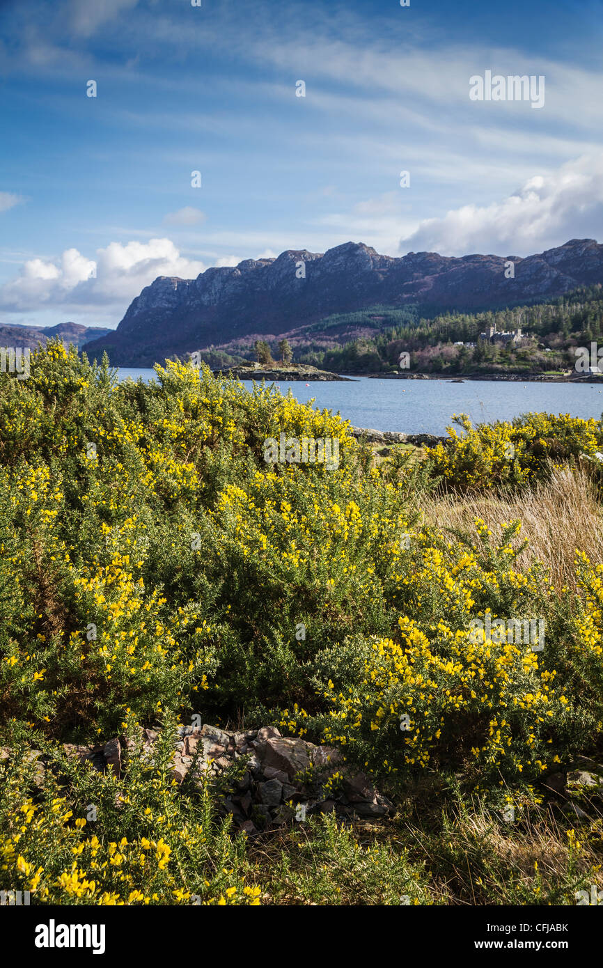 Yellow broom hi-res stock photography and images - Alamy