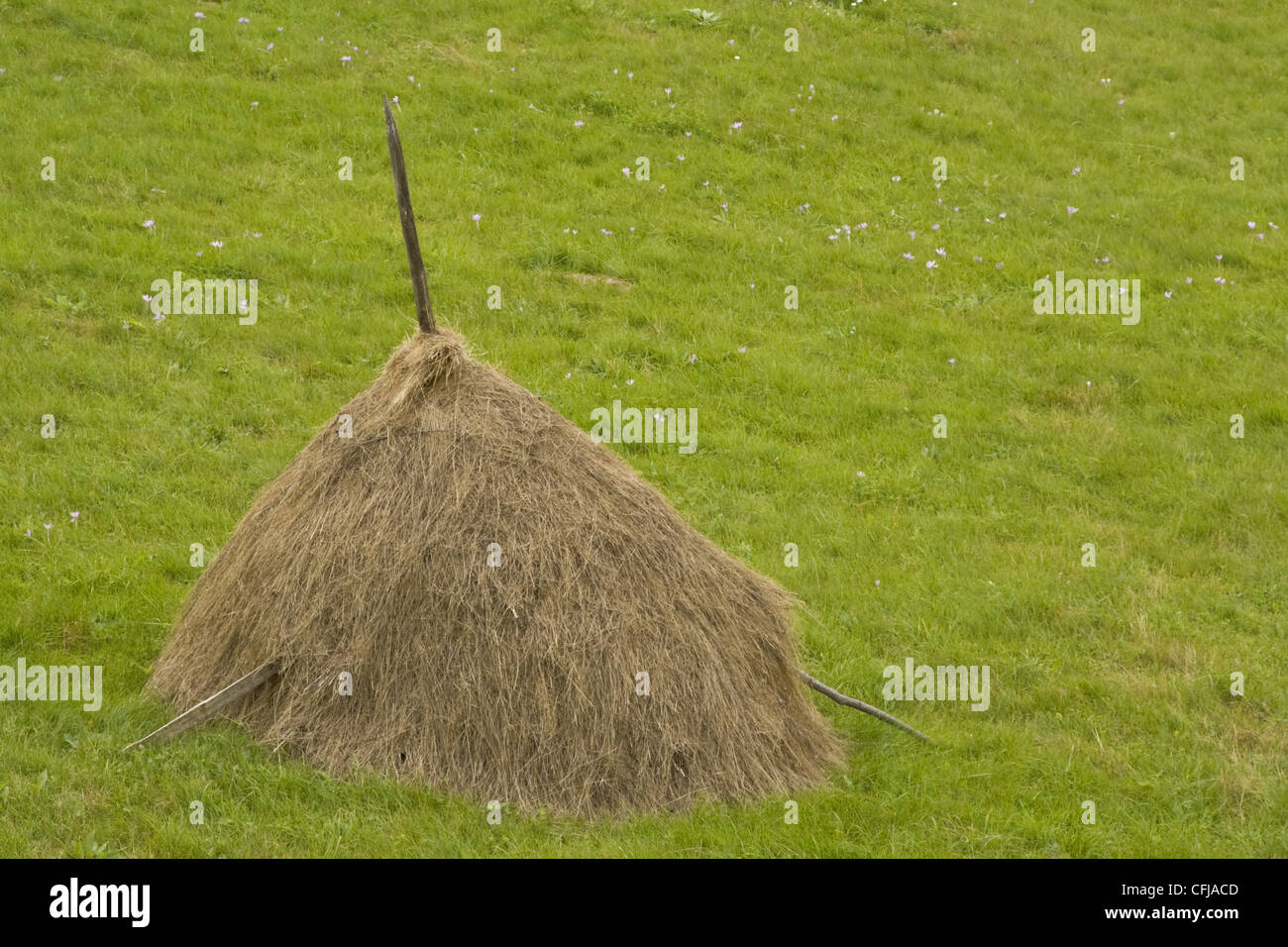 Hay rick in a green grass field Stock Photo - Alamy