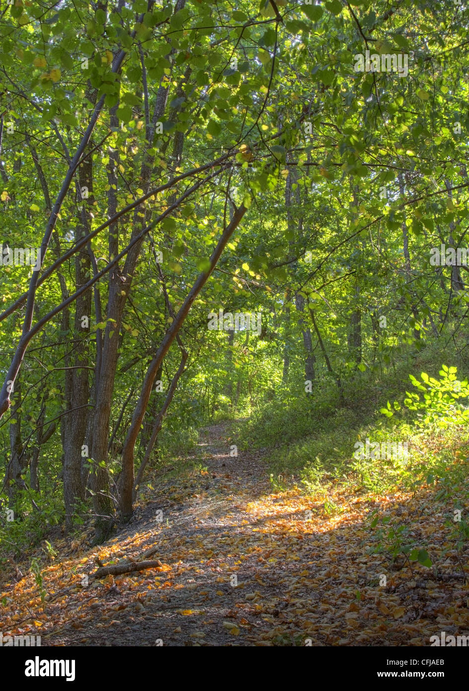 Image of a forest in early autumn Stock Photo - Alamy