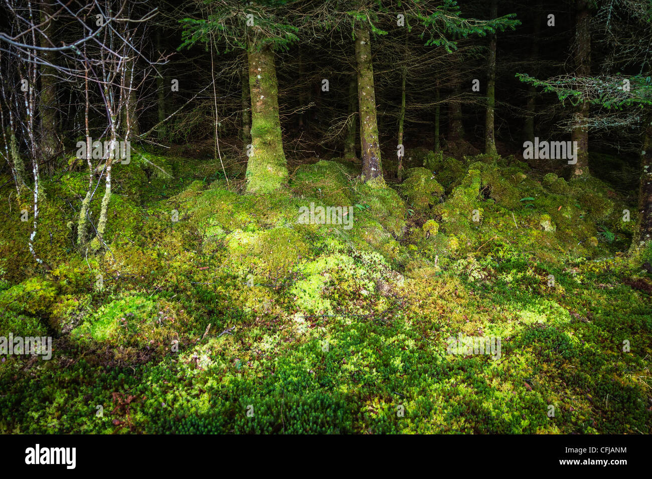 Scottish moss hi-res stock photography and images - Alamy