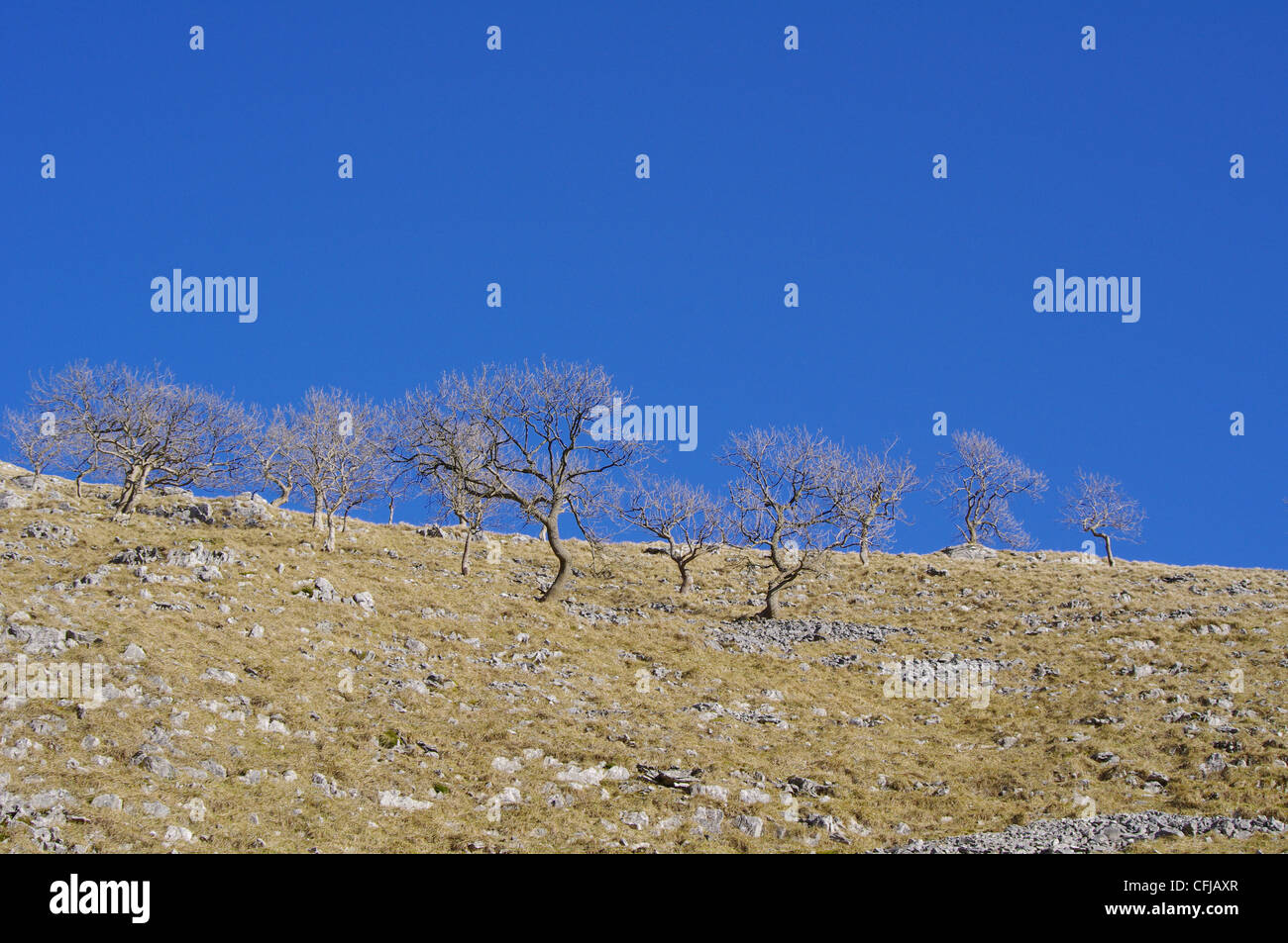 February trees hi-res stock photography and images - Alamy