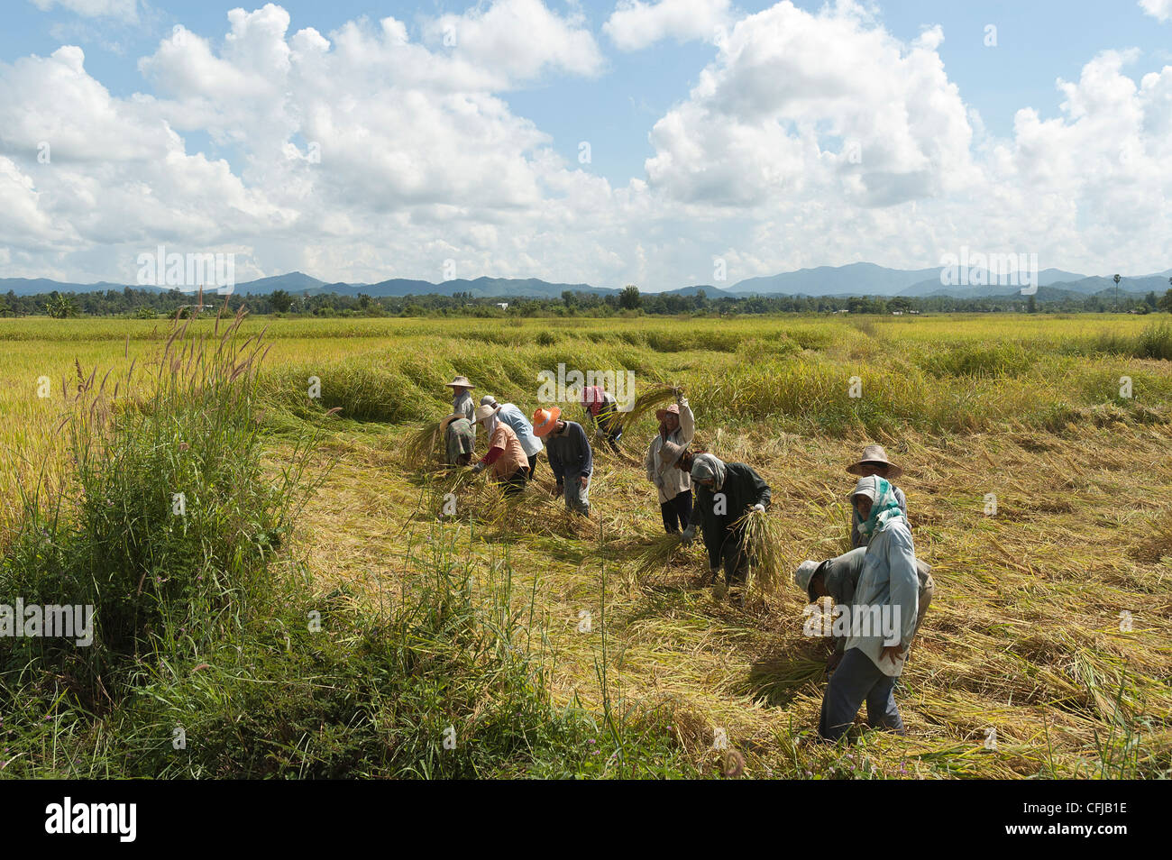 Rice harvest hi-res stock photography and images - Alamy
