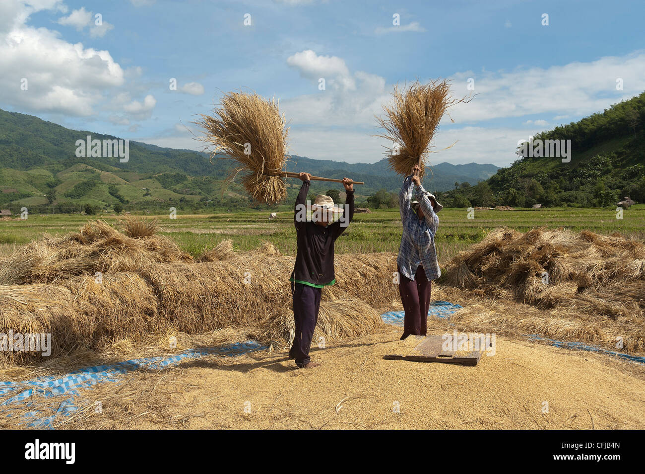 Thailand rice field harvest hi-res stock photography and images - Alamy