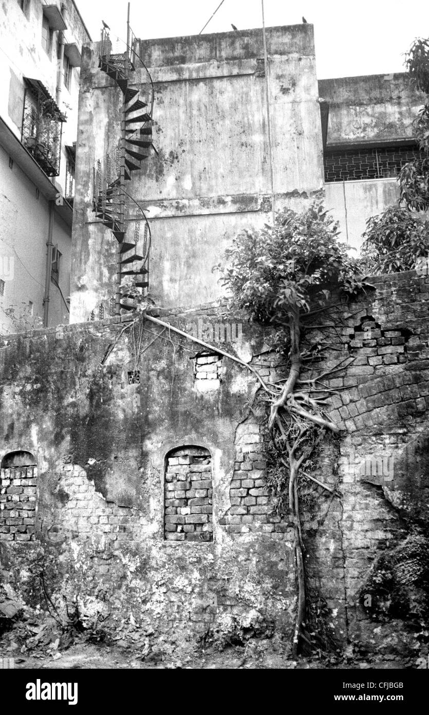Roots of a tree growing on the facade of a building in Calcutta, India ...