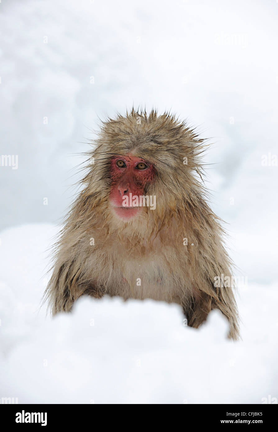 Monkey in the snow hi-res stock photography and images - Alamy