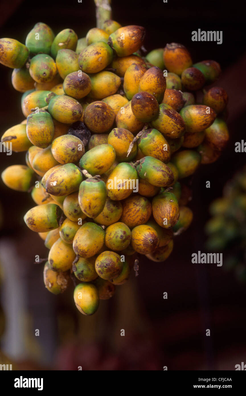 Pupunha fruits bactris gasipaes hi-res stock photography and images - Alamy