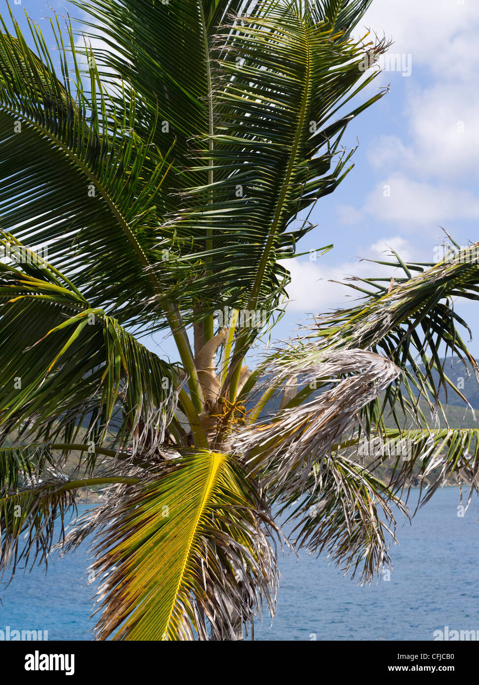 Close-up view of a coconut palm tree, St. John's, US Virgin Islands ...