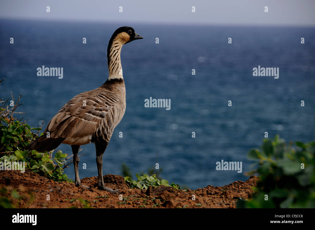 This Nene Goose is on Kauai over looking the Pacific Ocean. The Nene is ...