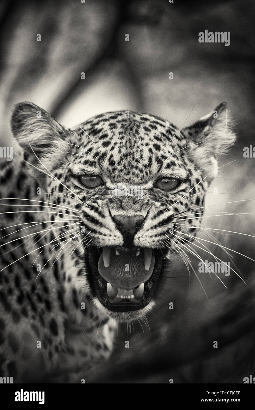 A male leopard snarling at the camera in the Kgalagadi Transfrontier ...