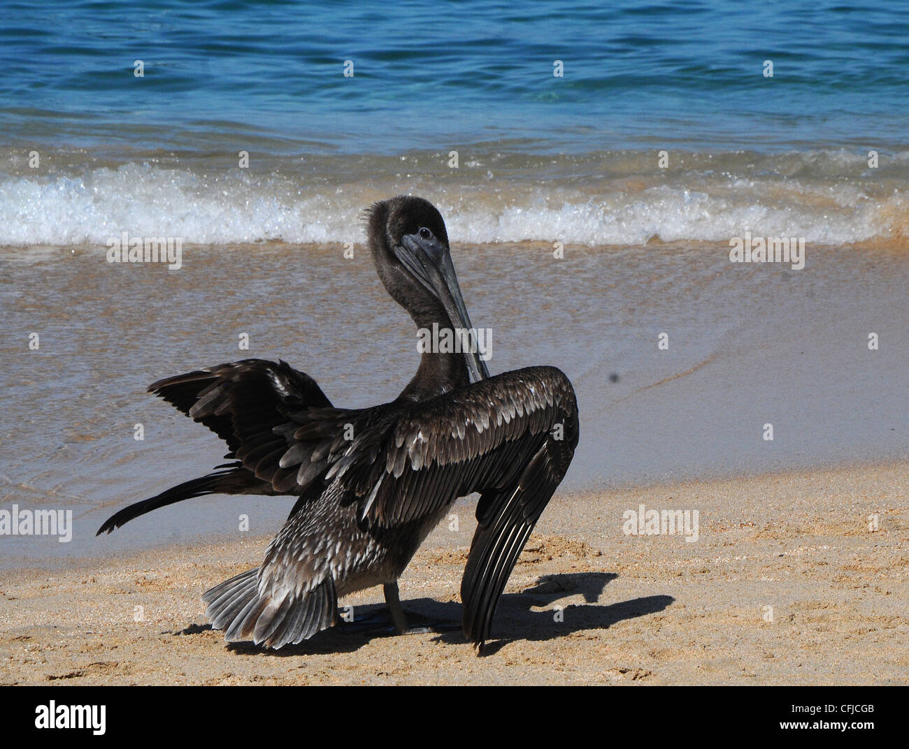 A Pelican stretching it's wings on the beach in Cabo San Lucas mexico ...