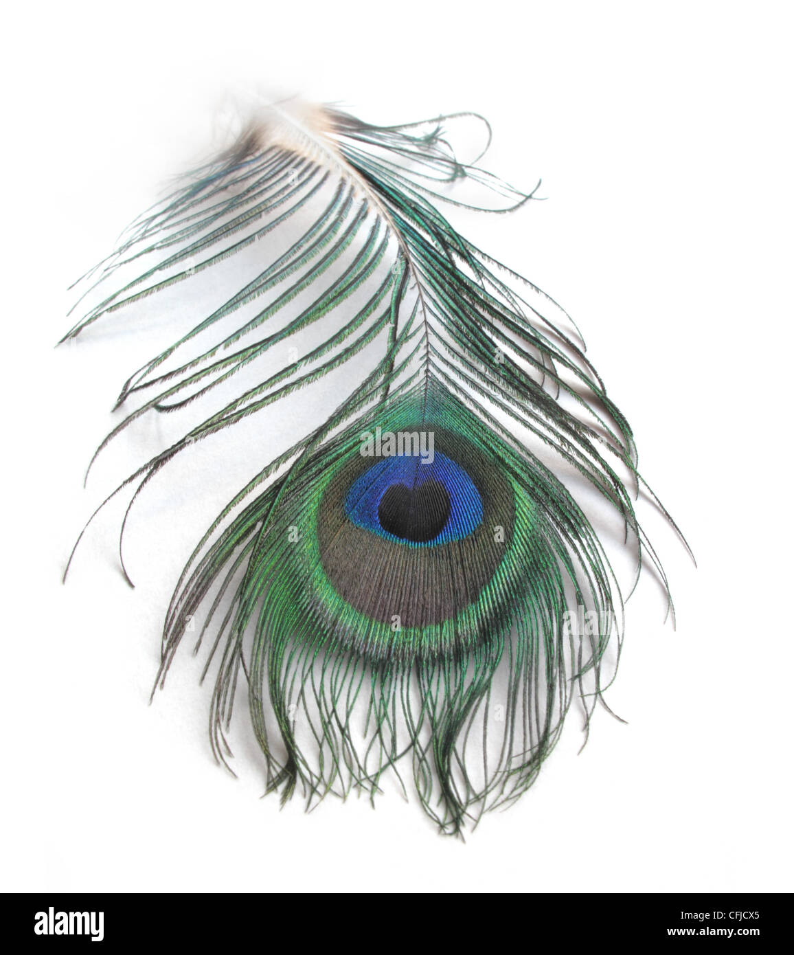 Feather tail Cut Out Stock Images & Pictures - Alamy