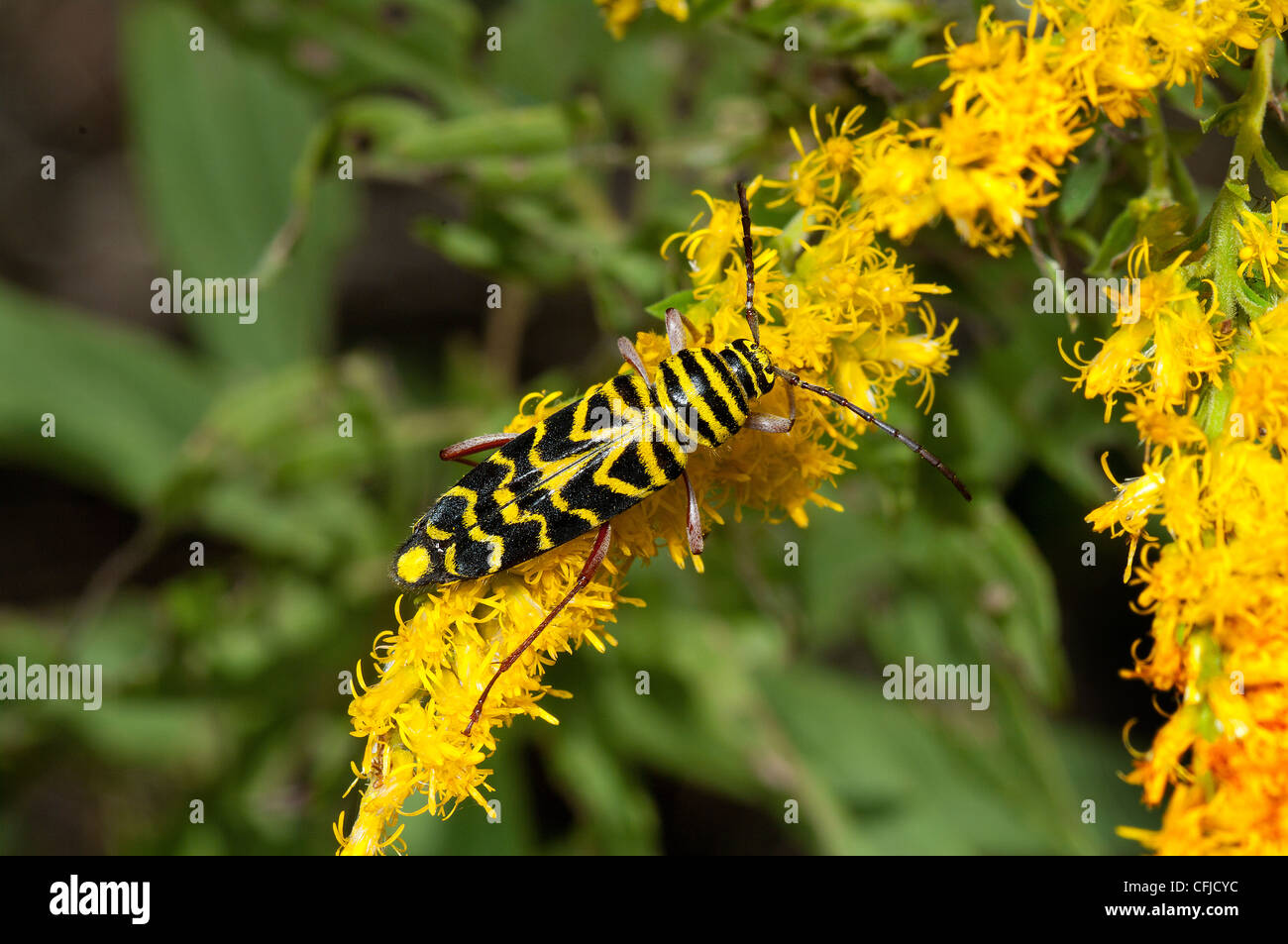Locust Borer Beetle, Megacyllene robiniae, Insect, on goldenrod Stock ...