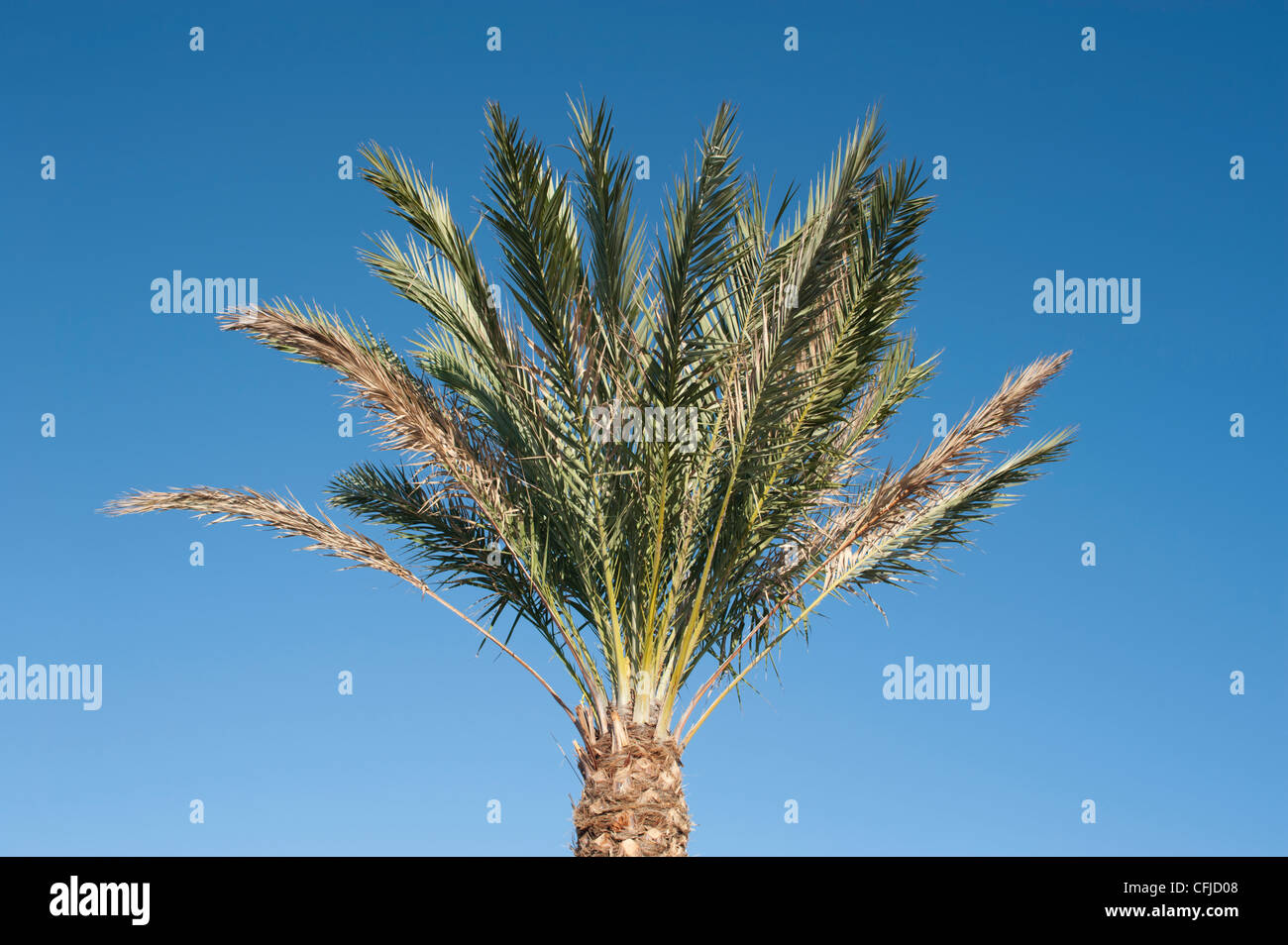 Palm tree, Grand Turk Island, Turks and Caicos Islands Stock Photo - Alamy