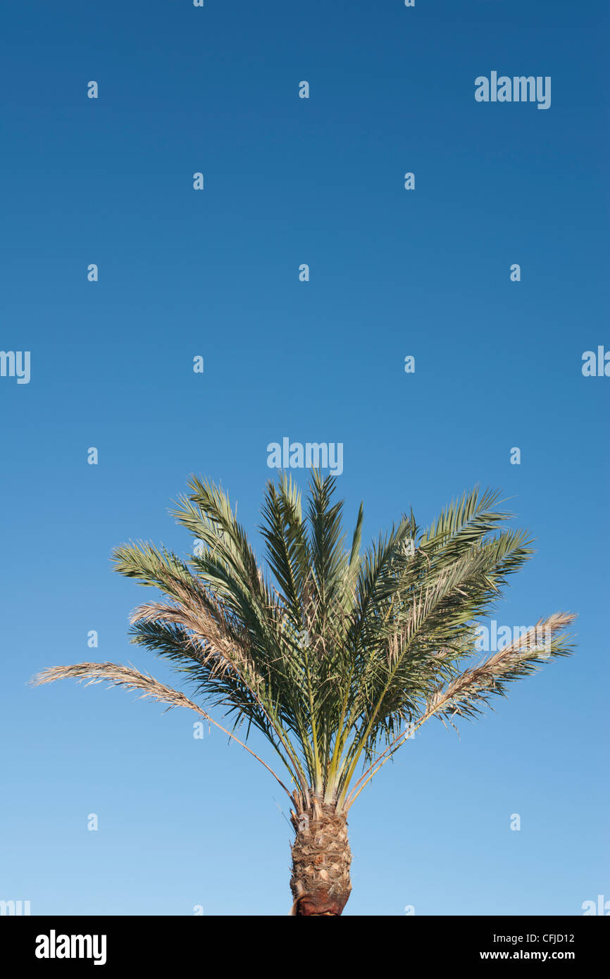 Palm tree, Grand Turk Island, Turks and Caicos Islands Stock Photo - Alamy