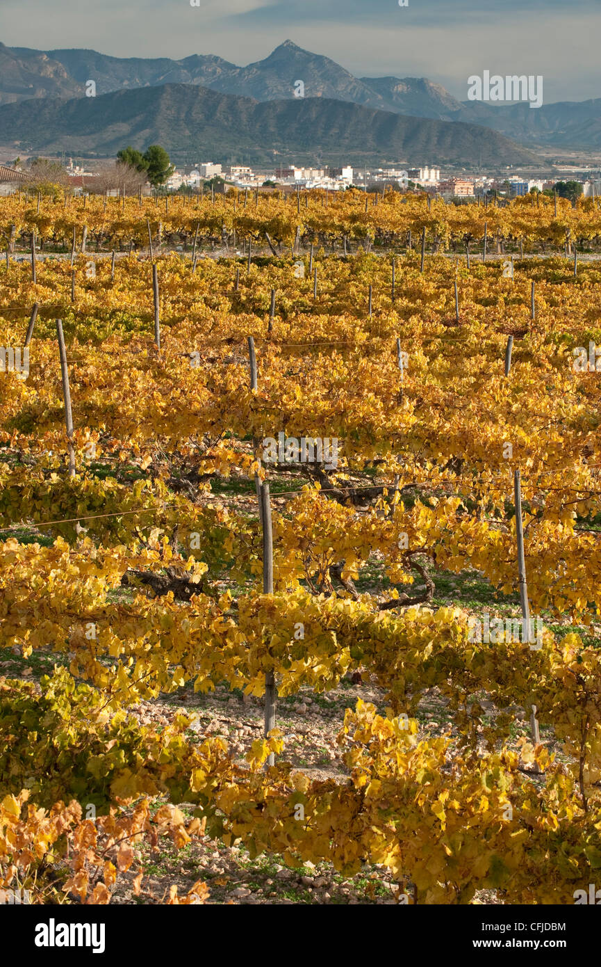 grapevine Winter foliage Stock Photo - Alamy