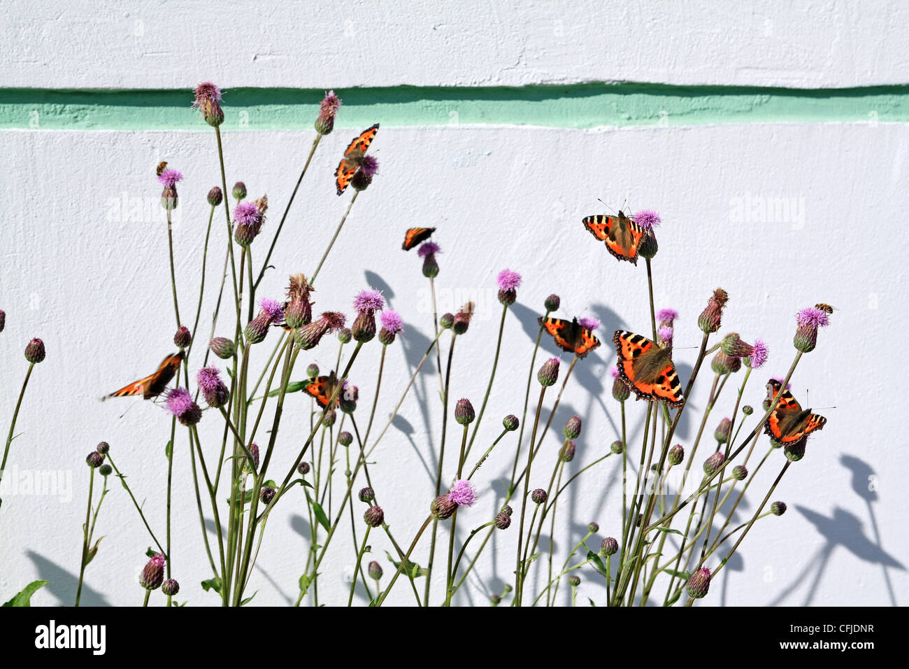 Butterflies side on hi-res stock photography and images - Alamy