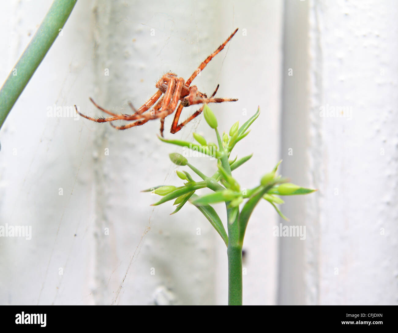 red spider on winter window Stock Photo - Alamy