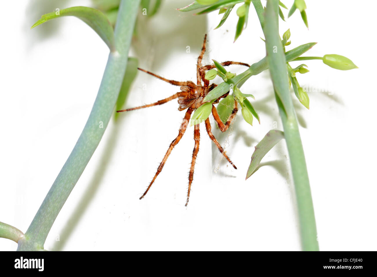 Recluse spider hi-res stock photography and images - Alamy